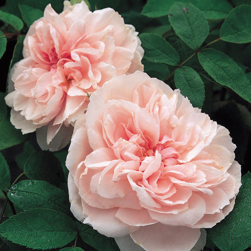 Barbara Austin (Austop) | English Shrub Rose | David Austin Roses